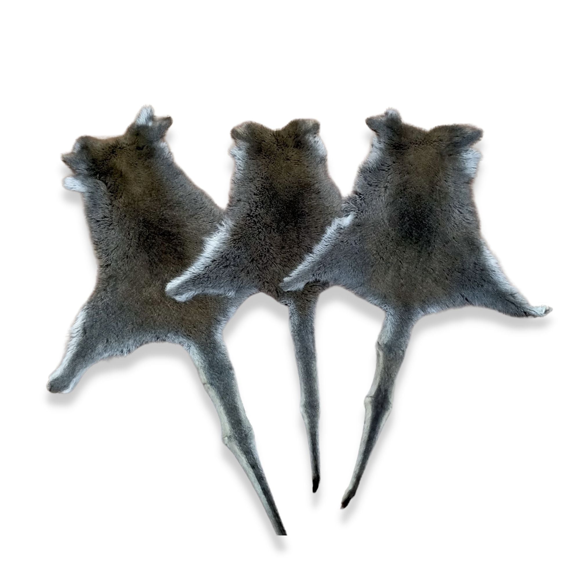 Wallaby – Animal Skin Tanning Services