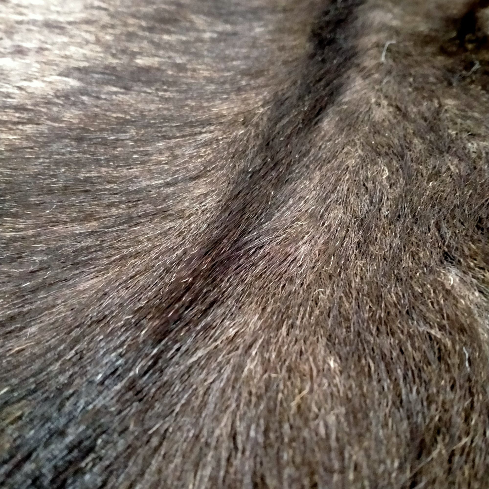 Chamois – Animal Skin Tanning Services