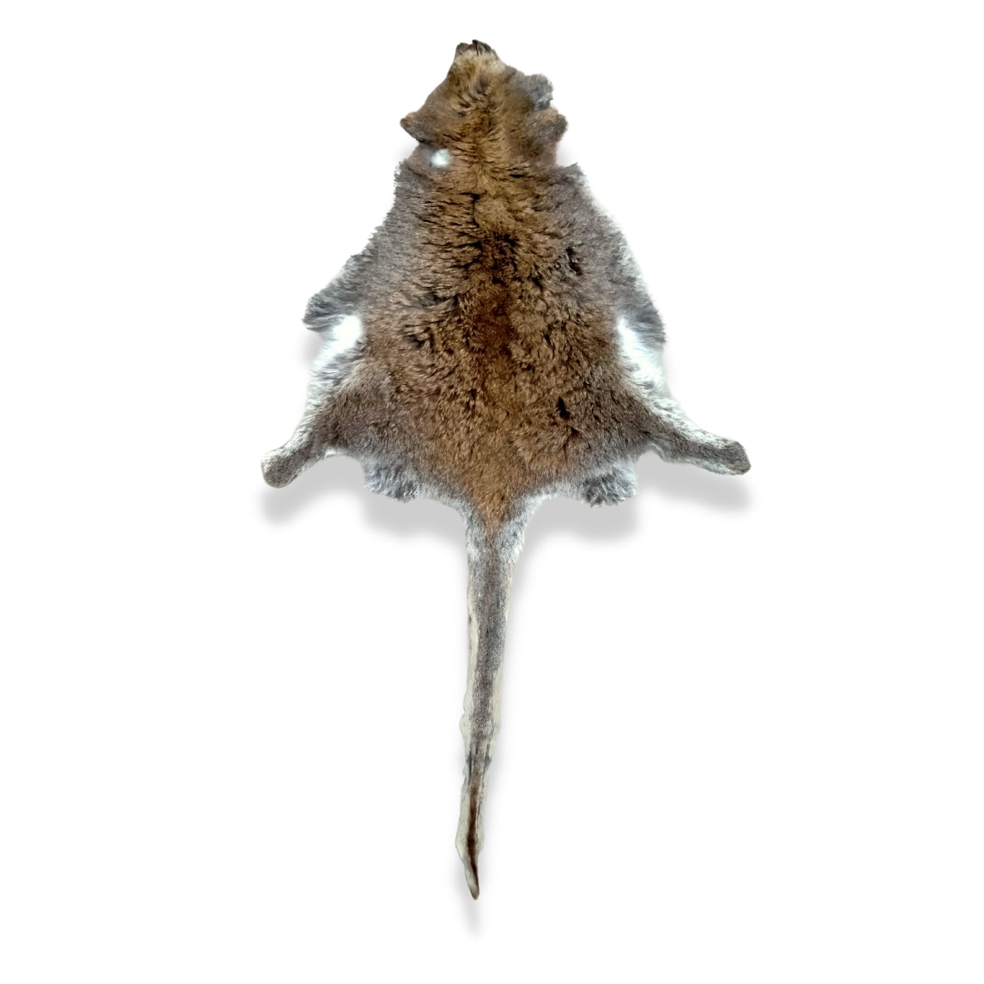 Wallaby – Animal Skin Tanning Services