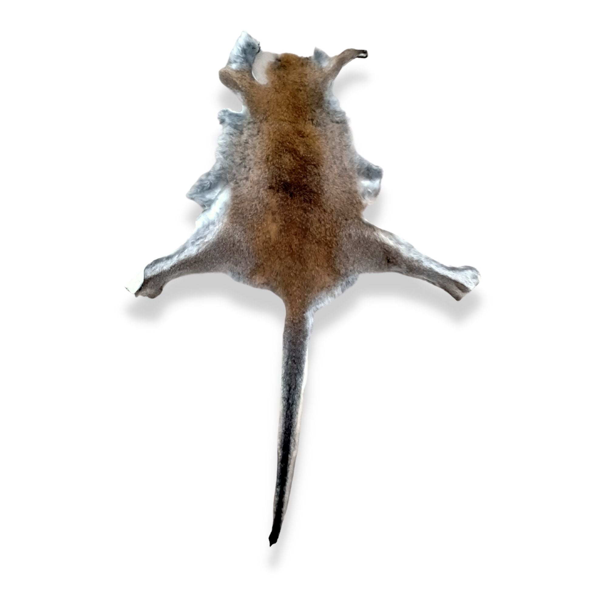 Wallaby – Animal Skin Tanning Services