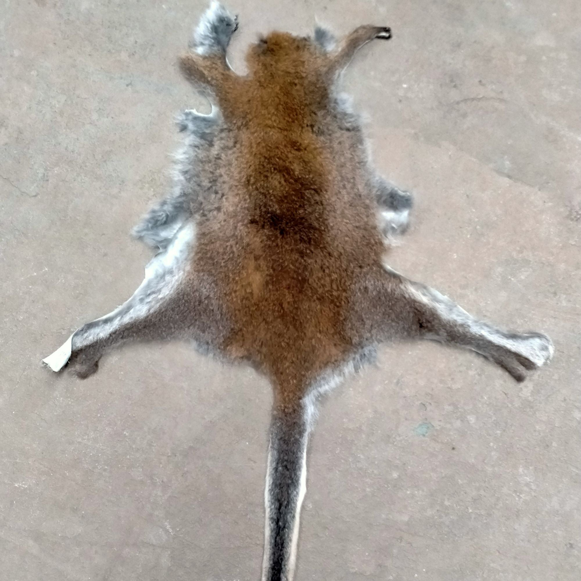 Wallaby – Animal Skin Tanning Services